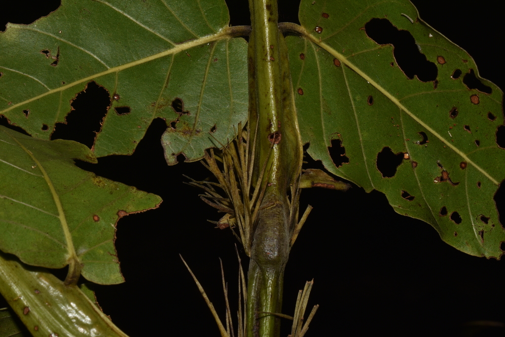 (Tachigali formicarum) - Botanical Realm