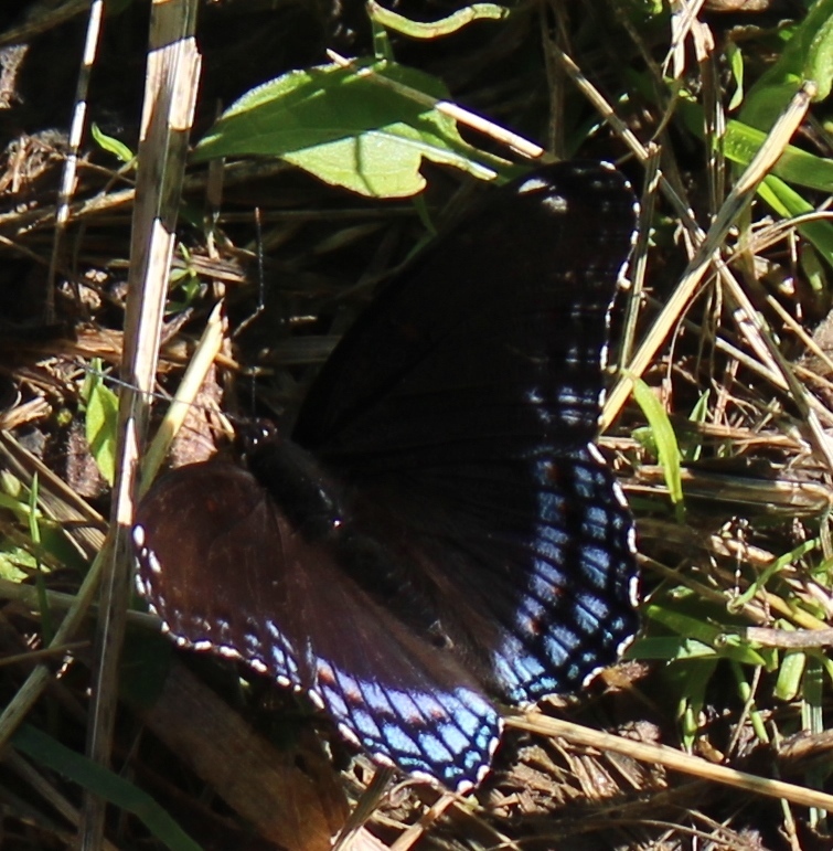 Red-spotted Admiral from Huron County, ON, Canada on June 11, 2024 at ...