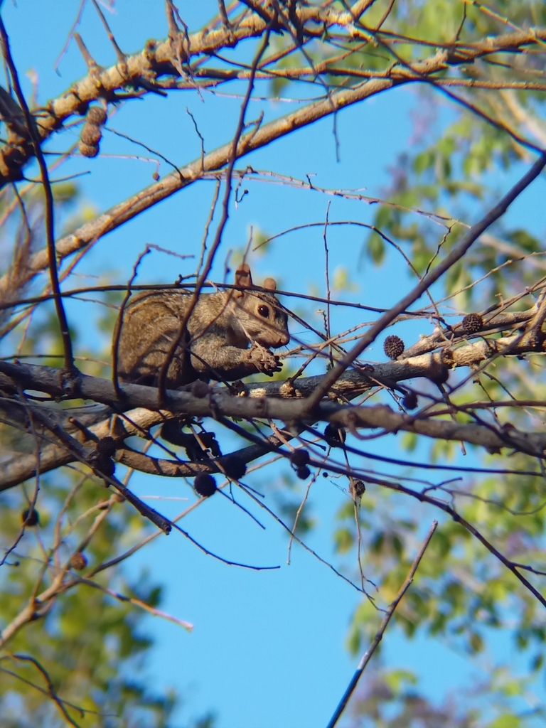 Yucatán Squirrel from 77730 Q.R., México on June 8, 2024 at 07:22 AM by ...