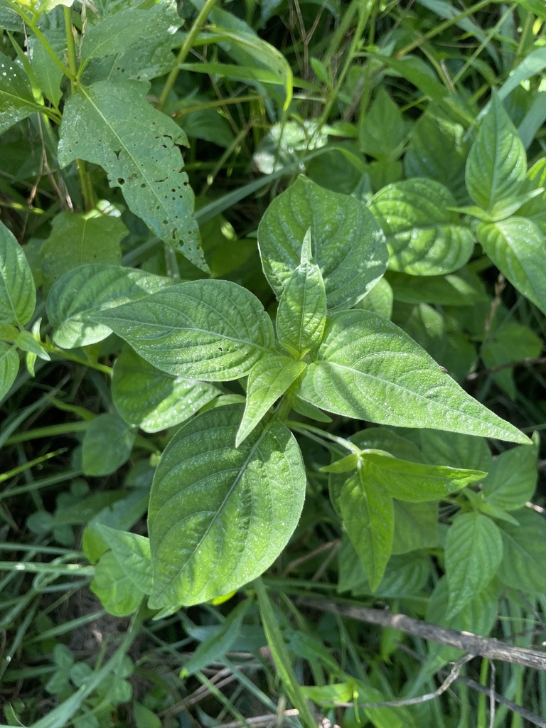 False Mint from West Fork, AR, US on June 11, 2024 at 08:29 AM by ...