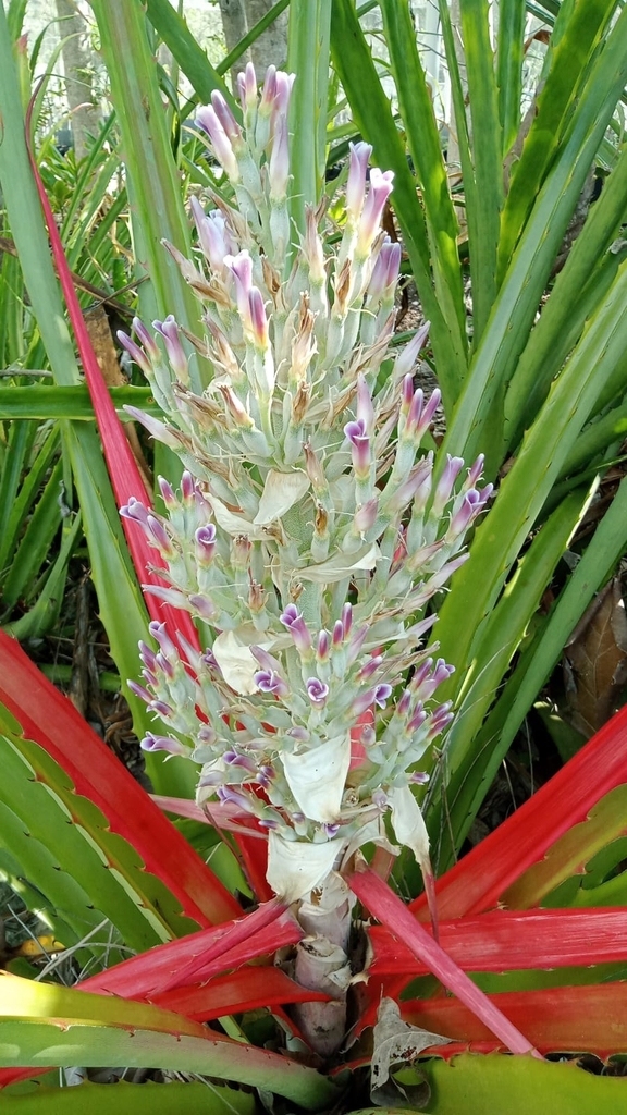 piñuela from 77730 Q.R., México on May 17, 2024 at 08:56 AM by Vivero ...