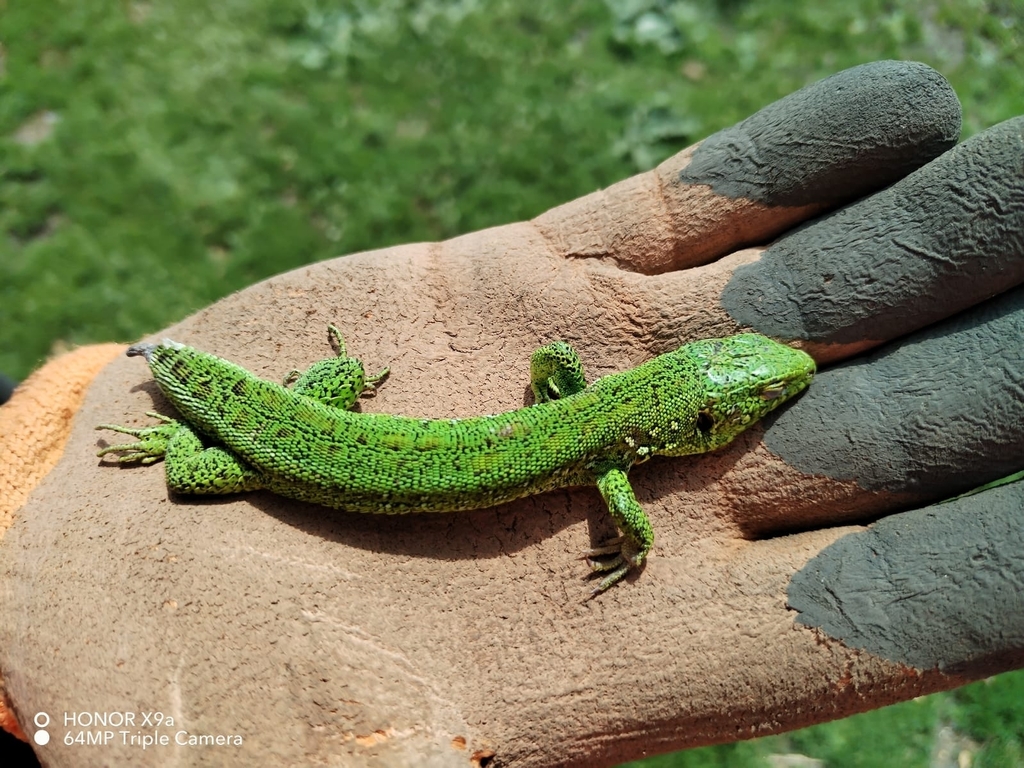 Green Lizard by Бондарь Александра · iNaturalist