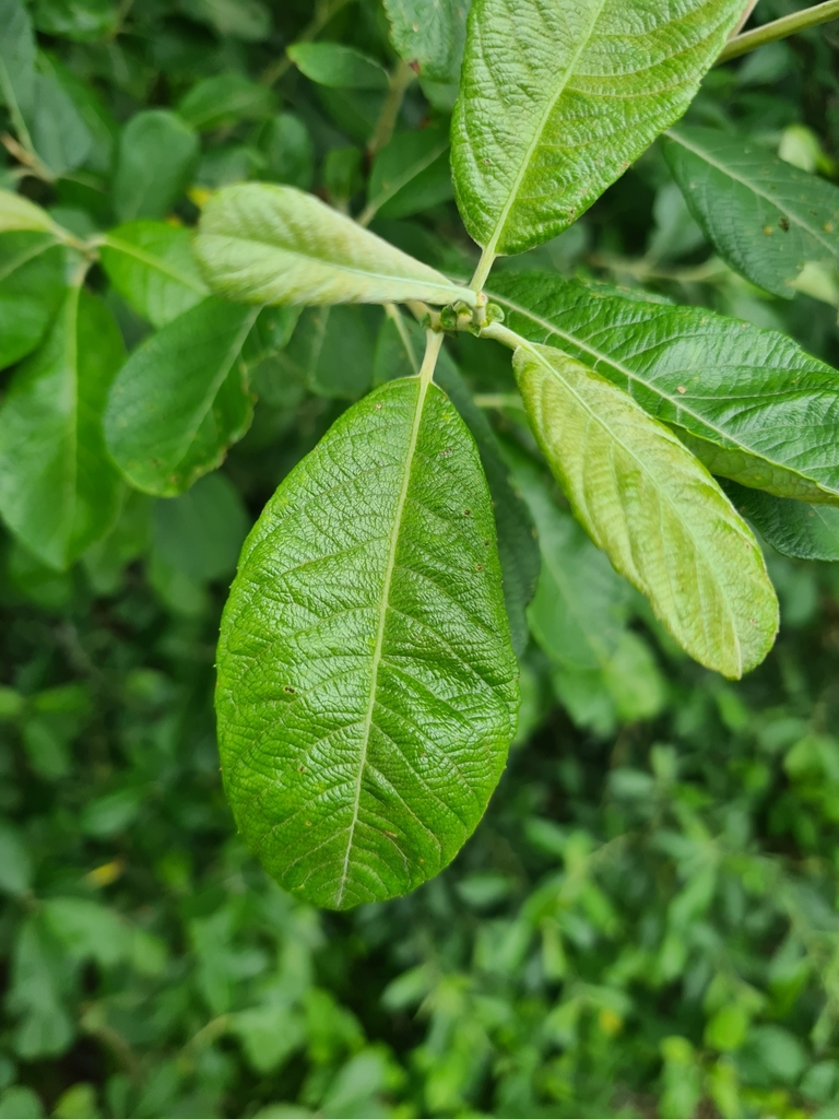 Rusty Willow from Irlam, Manchester M44 5LR, UK on June 11, 2024 at 10: ...