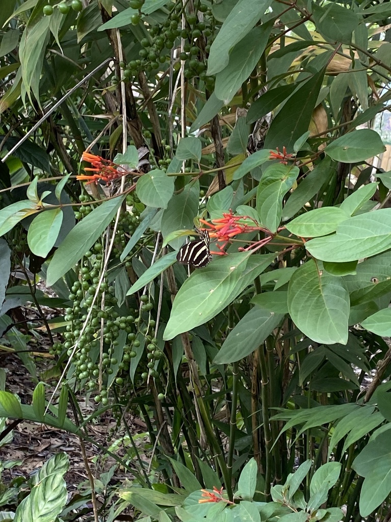 Zebra Longwing from University of South Florida, Tampa, FL, US on June ...