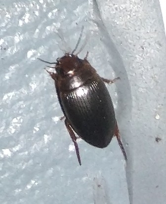 Copelatus glyphicus from Kirbyville, MO, USA on June 10, 2024 at 10:59 ...