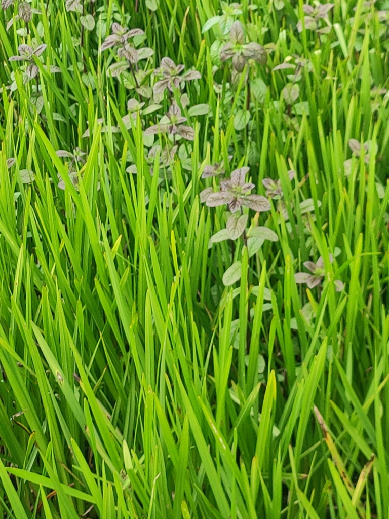 mint family from Liverpool L17, UK on June 11, 2024 at 04:52 PM by ...