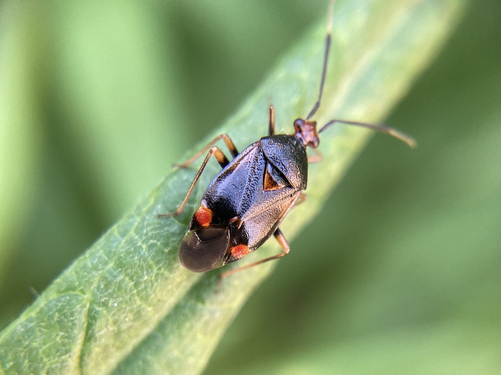 red-spotted plant bug from Long Island, New York, NY, US on June 11 ...