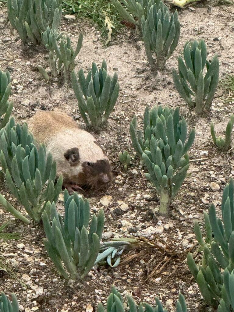 Smoky Pocket Gopher from Tecámac, Méx., México on June 9, 2024 at 09:58 ...