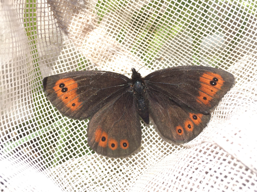 Common Alpine (Insects of Staunton State Park) · iNaturalist