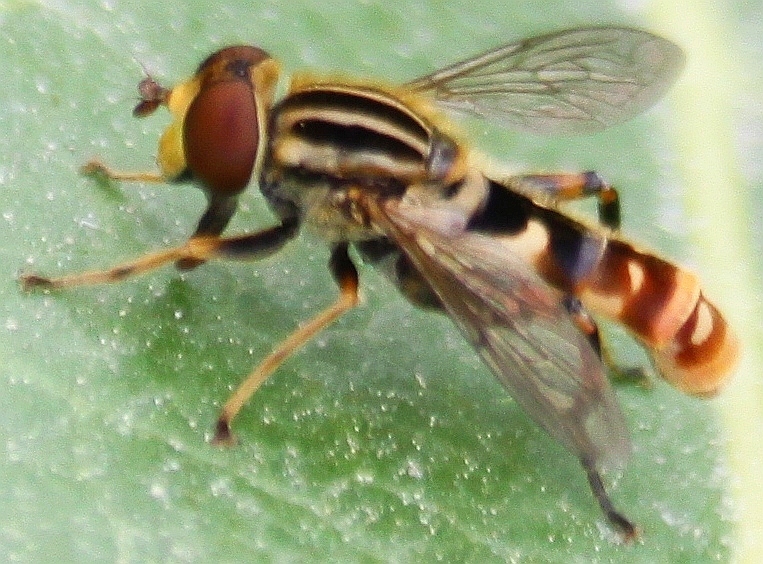 Lump-legged Swamp Fly from Tweed, ON, Canada on June 10, 2024 at 10:30 ...