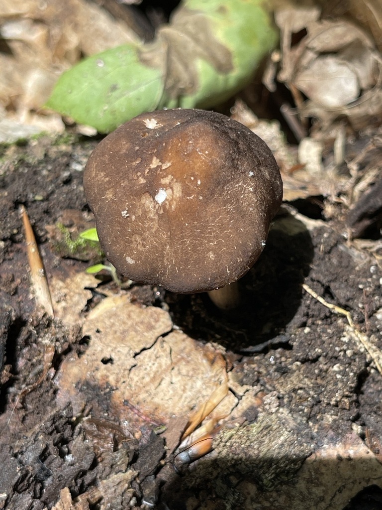 Pluteus nanus from Bloomington, IN, USA on June 09, 2024 at 01:15 PM by ...