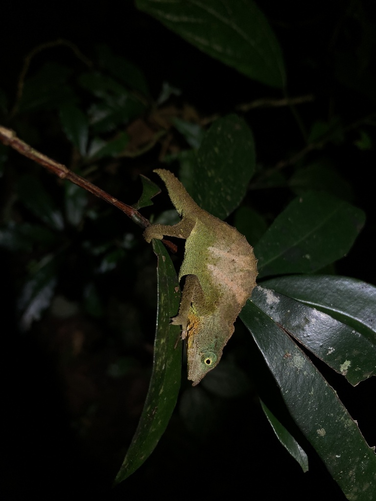 Mabu Pygmy Chameleon in June 2024 by Tim Brammer · iNaturalist