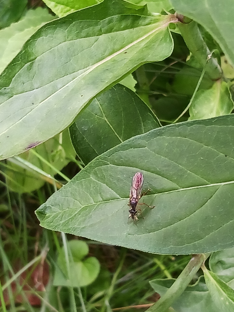 Stripe-legged Robber Fly from Hackensack, NJ, USA on June 11, 2024 at ...