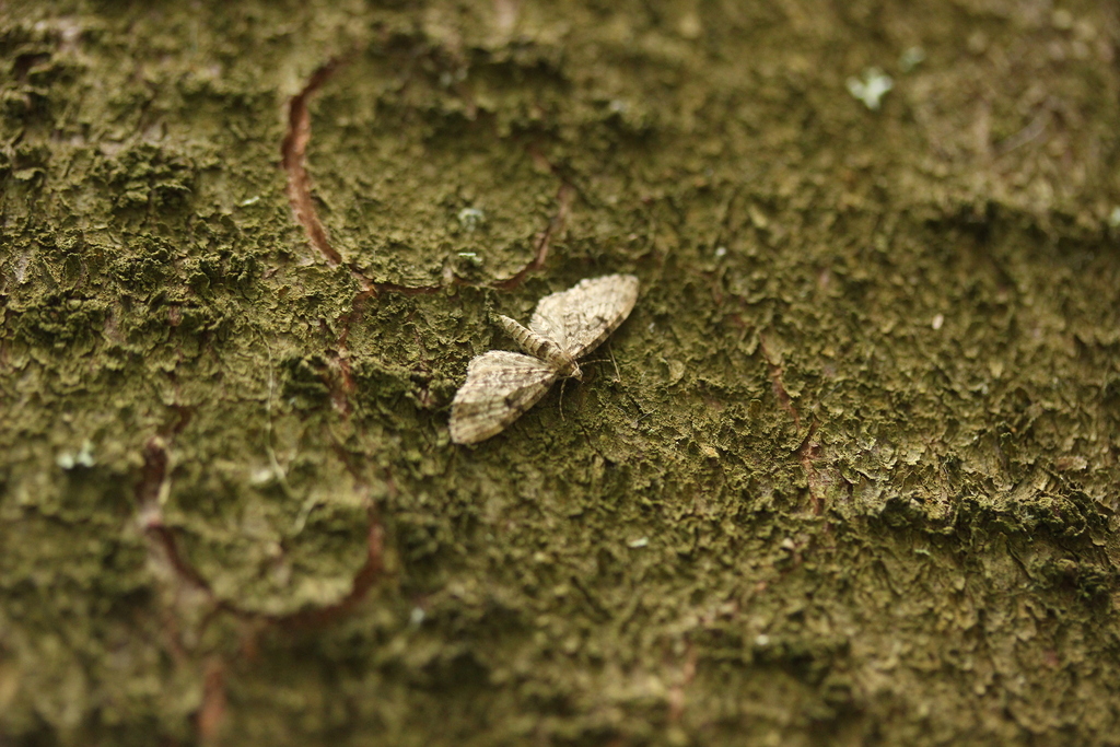 Dwarf Pug from Александровский р-н, Владимирская обл., Россия on June 3 ...