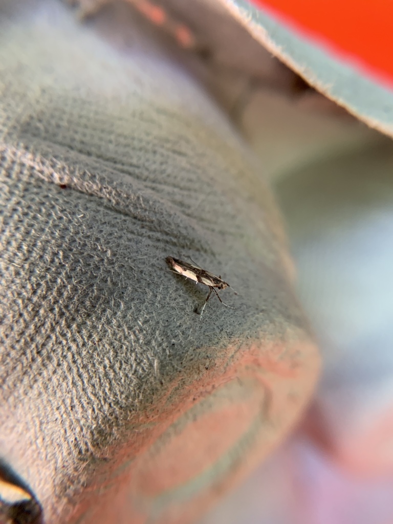 Walnut Caloptilia Moth from Marshlands Conservancy, Rye, NY, US on June ...