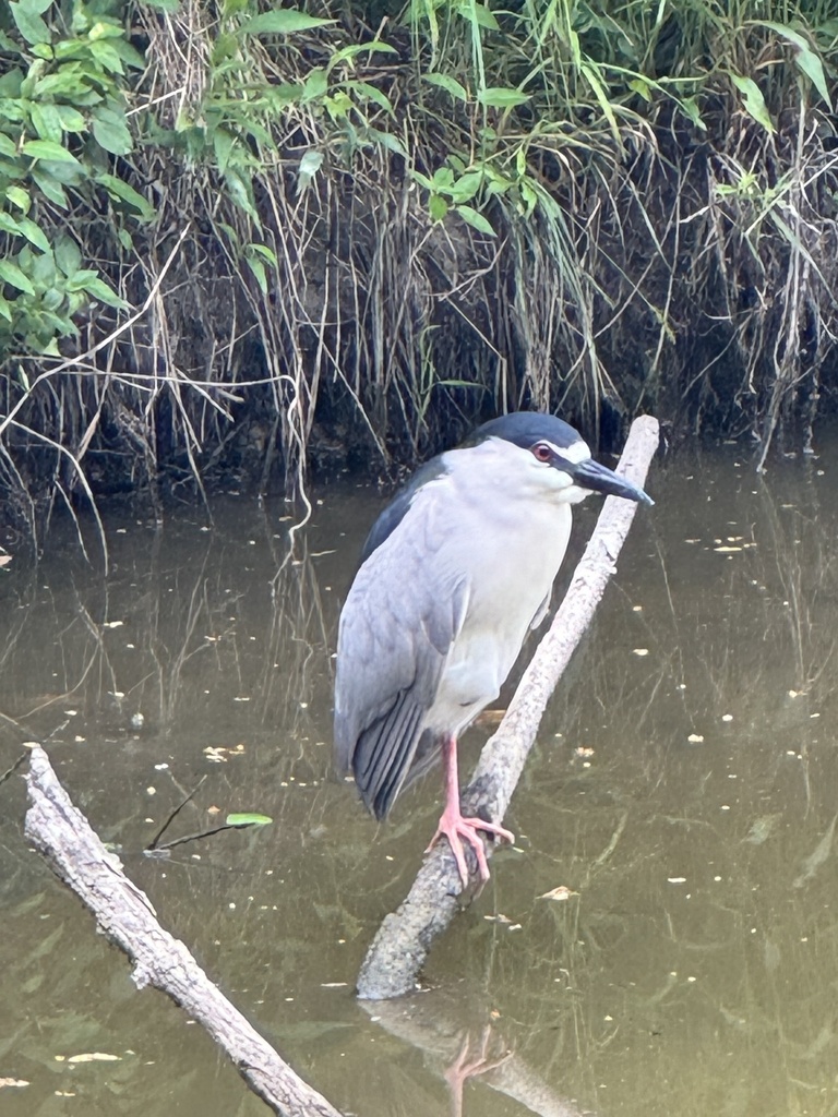 Black-crowned Night Heron from Rock Creek Trail, Chevy Chase, MD, US on ...