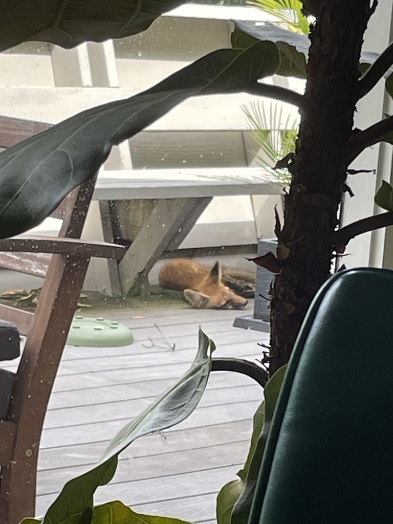 Red Fox from Fontana Rd, Prairie Village, KS, US on June 11, 2024 at 10 ...