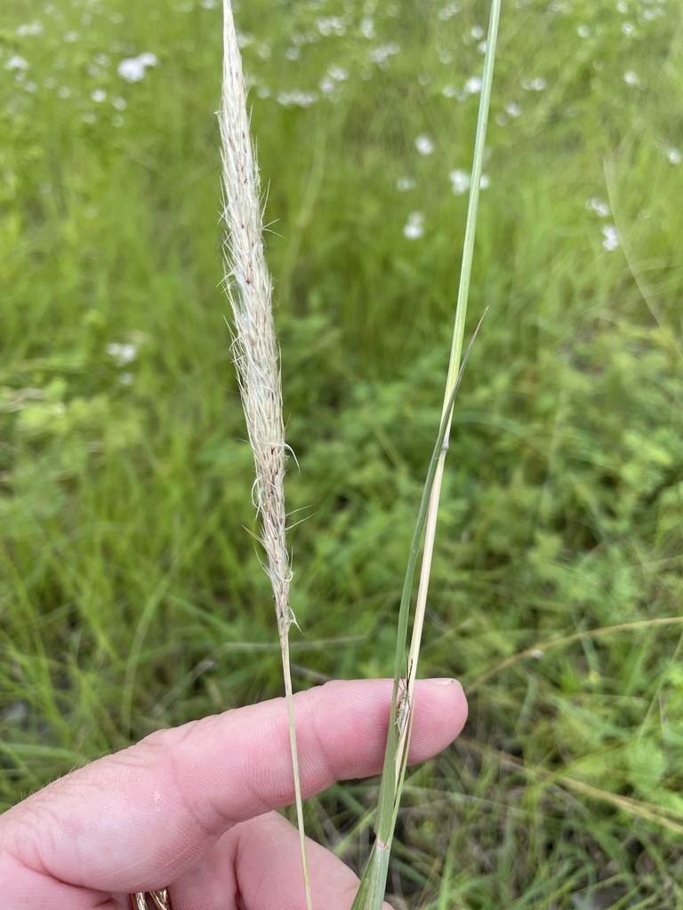 silver bluestem from Palmer Trail, Grand Prairie, TX, US on June 11 ...