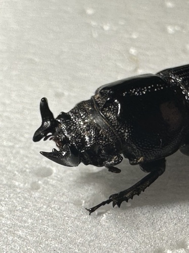 Nigidius walterianus · iNaturalist Mexico