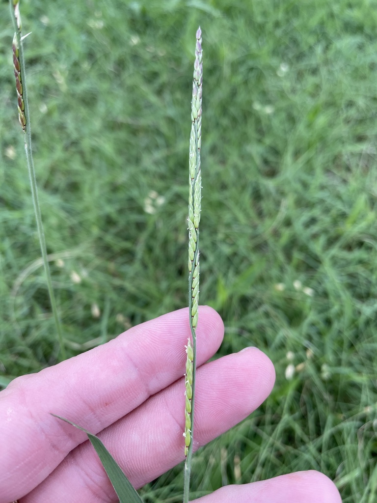 Prairie Cupgrass from Coffeyville Trail, Grand Prairie, TX, US on June ...
