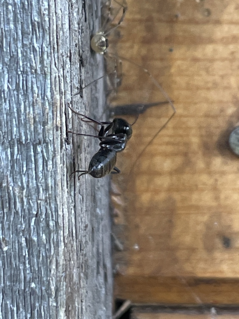 Eastern Black Carpenter Ant from Watchung Reservation, Mountainside, NJ ...