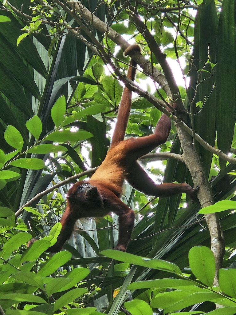 Colombian Red Howler Monkey from Naranjas, Turbaco, Bolívar, Colombia ...