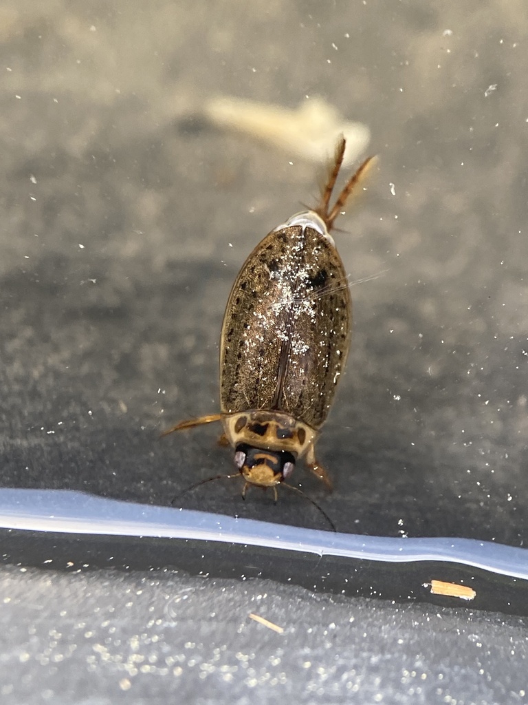 Double-marked Swimming Beetle from Thompson-Nicola, BC, CA on June 10 ...