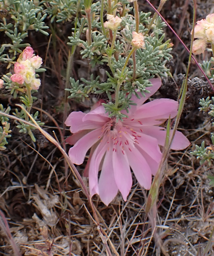 Bitterroot from Yakima County, WA, USA on June 1, 2024 at 11:25 AM by ...