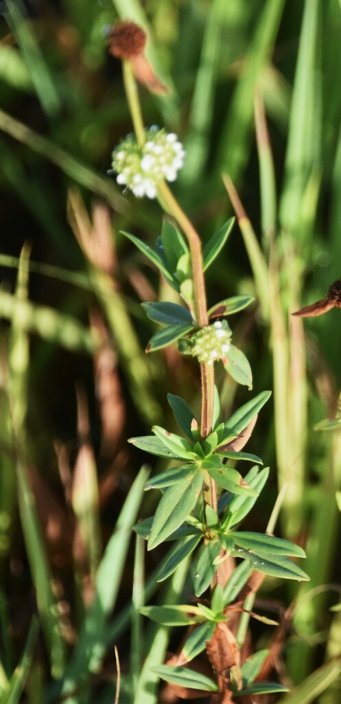 shrubby false buttonweed from Polk County, FL, USA on June 11, 2024 at ...