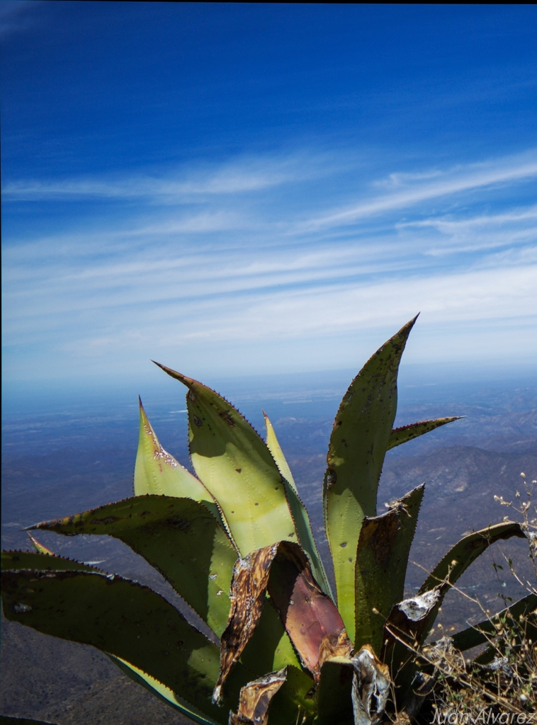 Agave aurea promontorii in April 2019 by Juan Alvarez. Reserva De La ...