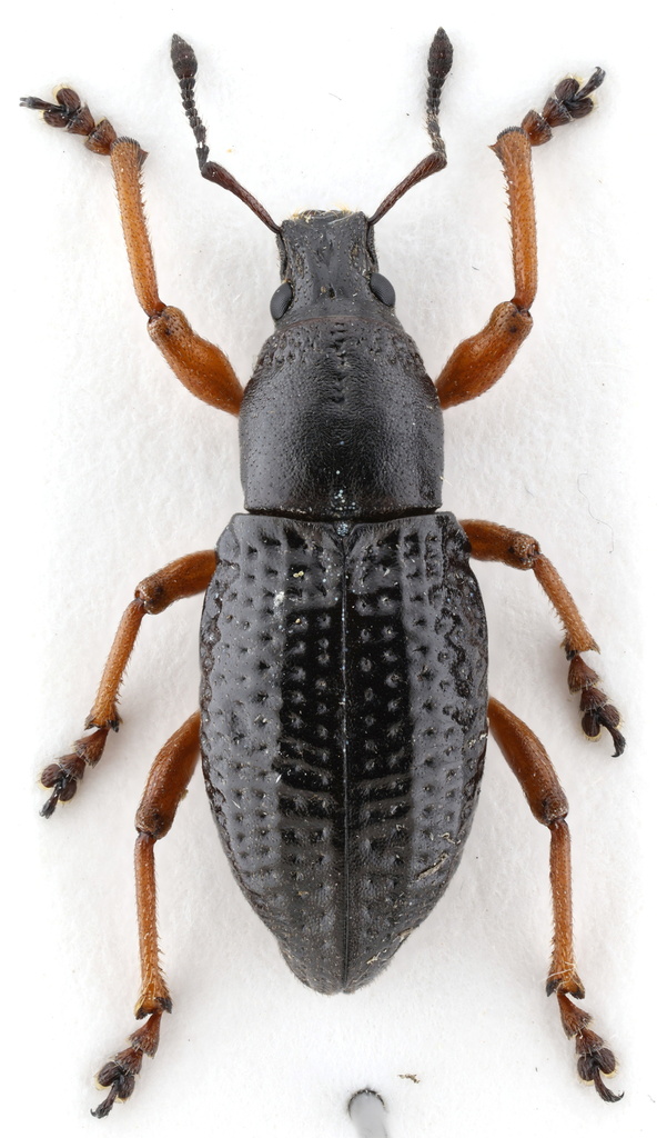 Geonemini from Pedernales, Dominikánská republika on June 16, 2023 at ...