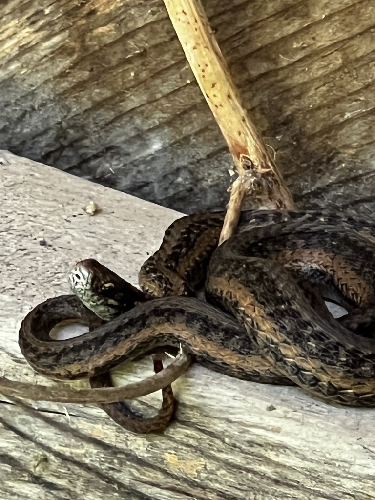 Natricine Snakes from Short Hill Rd, Silver Point, TN, US on June 11 ...