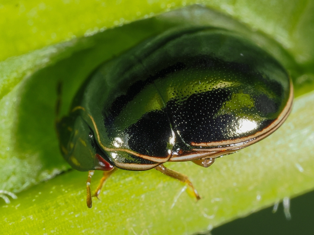 Brachyplatys subaeneus from 香港八仙嶺 on June 11, 2024 at 01:46 PM by ...