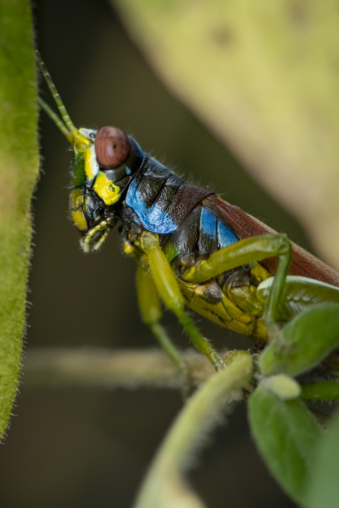 Proctolabus mexicanus on November 6, 2022 at 12:09 PM by Gustavo Arciga ...