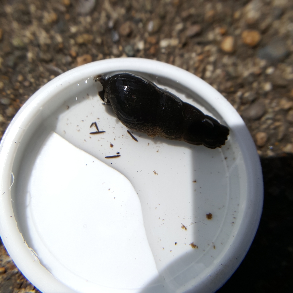 Pleated Juga from Benton County, US-OR, US on May 19, 2019 at 12:04 PM ...