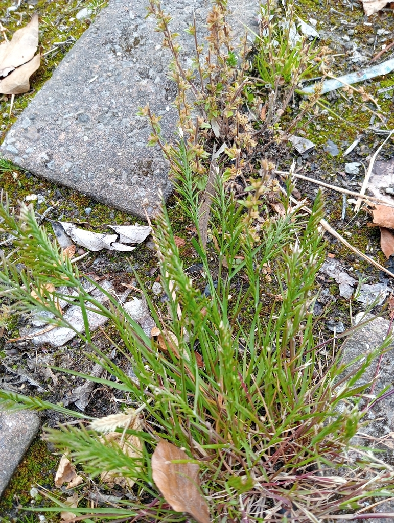 Fern-grass from York College, York, UK on June 11, 2024 at 07:27 PM by ...