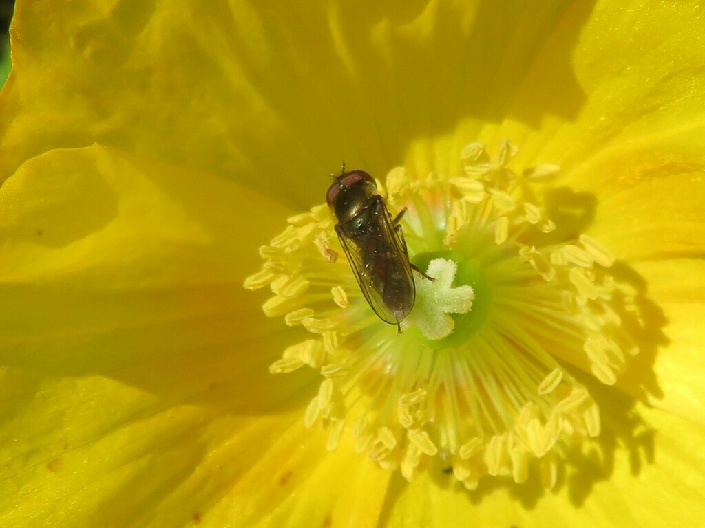 Typical Hover Flies from Garrigill Garden on May 25, 2024 at 10:03 AM ...