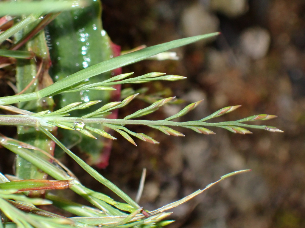 Fern-grass from Bishop Middleham, UK on 11 June, 2024 at 05:38 PM by ...