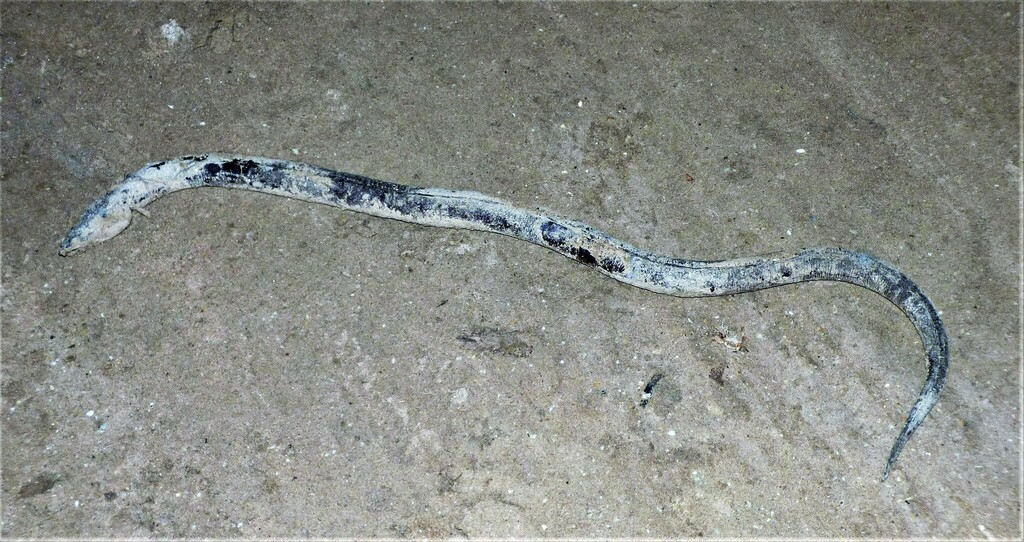 Rice-paddy Eel from Kodiyakadu, Tamil Nadu, Inde on February 23, 2023 ...