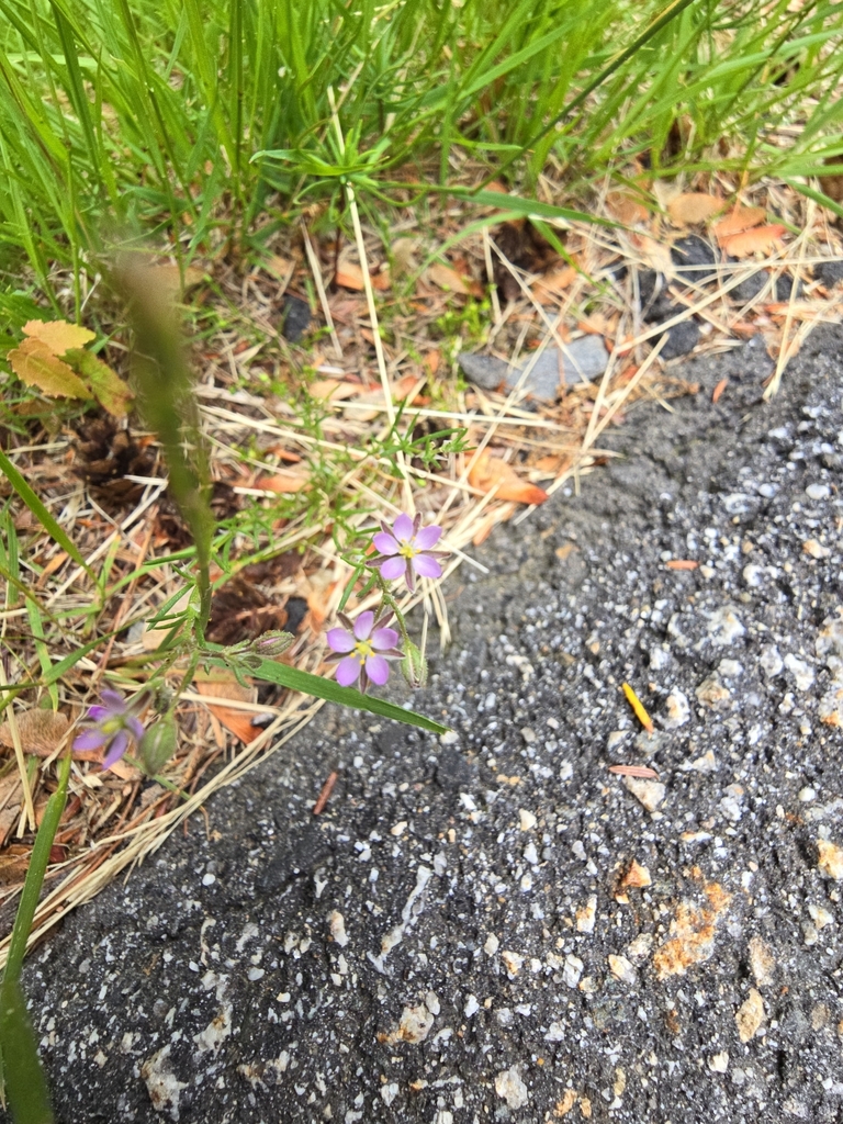 Red Sand Spurrey from Sanford on June 11, 2024 at 01:59 PM by jrivard ...