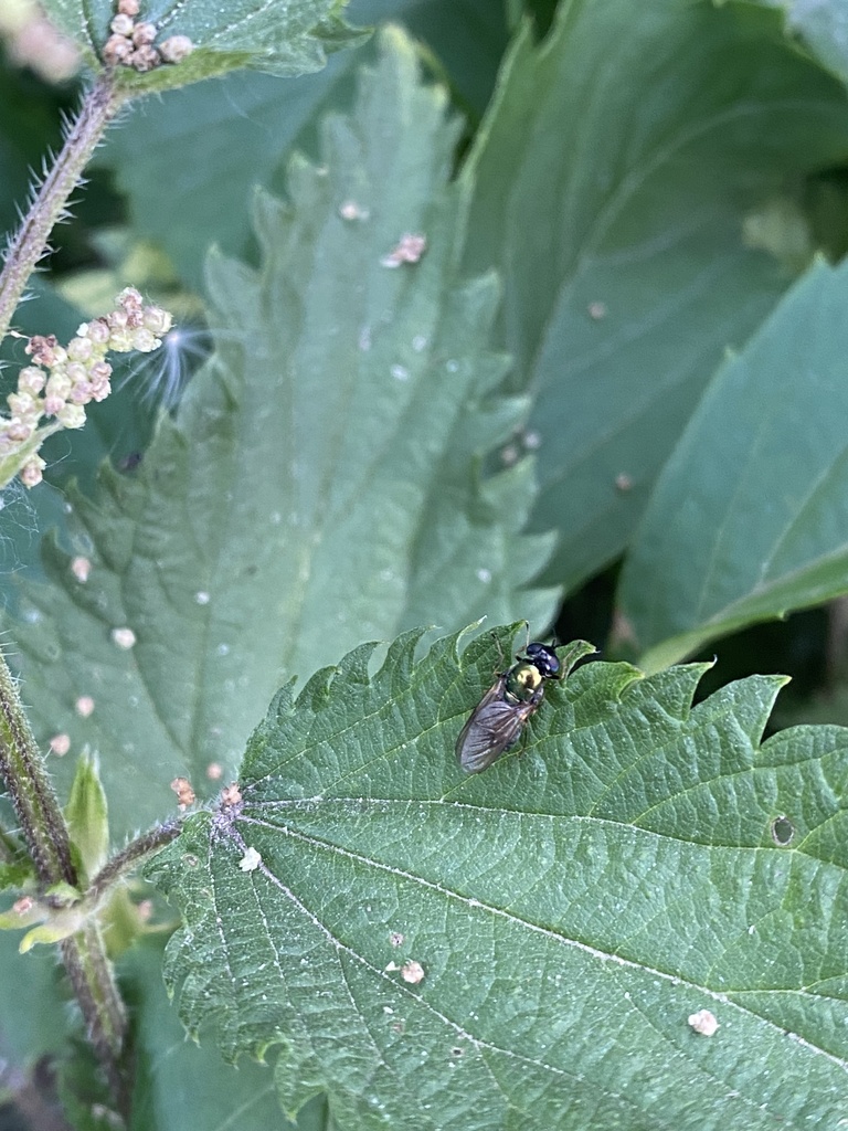 Broad Centurion Fly from улица Ленина, Гагино, Нижегородская область ...