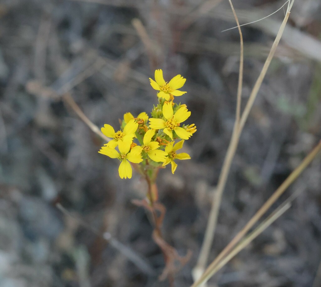 Clustered Tarweed from San Luis Obispo County, CA, USA on May 27, 2024 ...