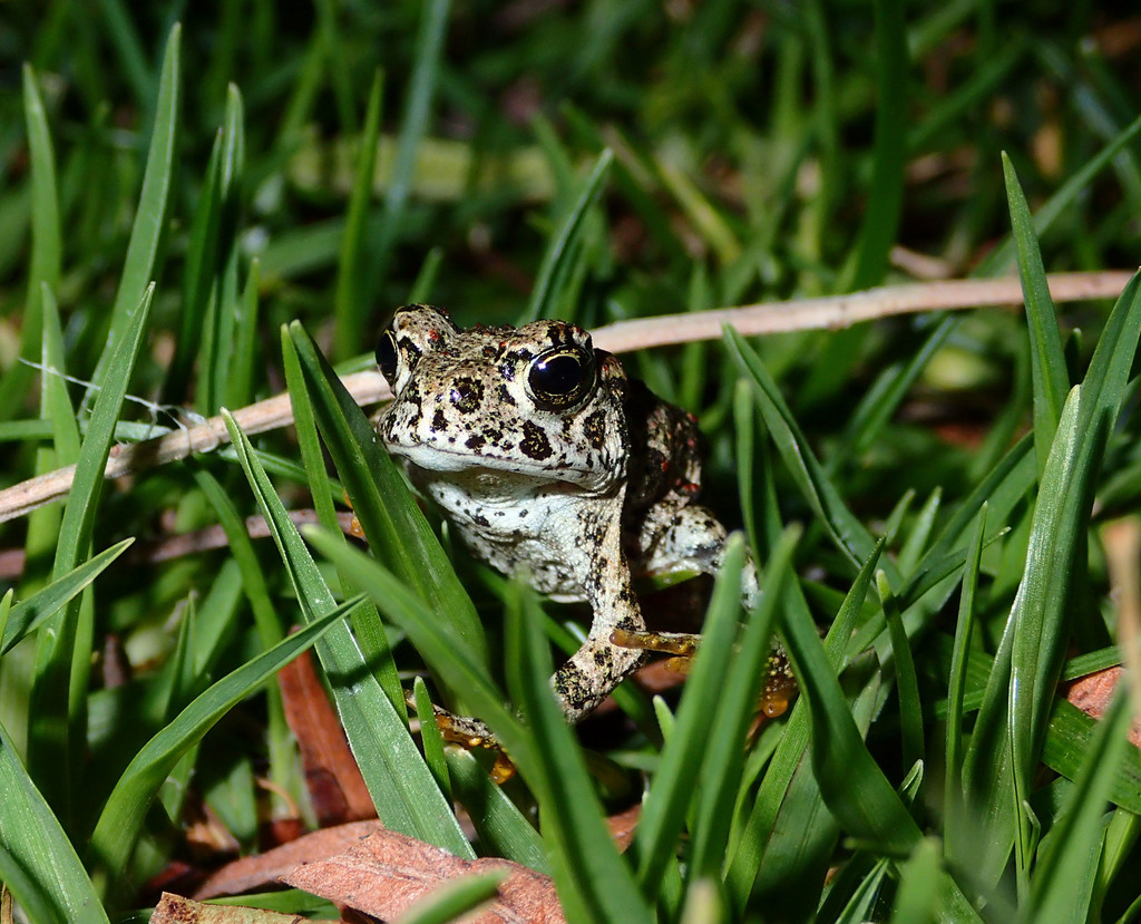 Boreal Toad (Wildlife of Mueller State Park) · iNaturalist