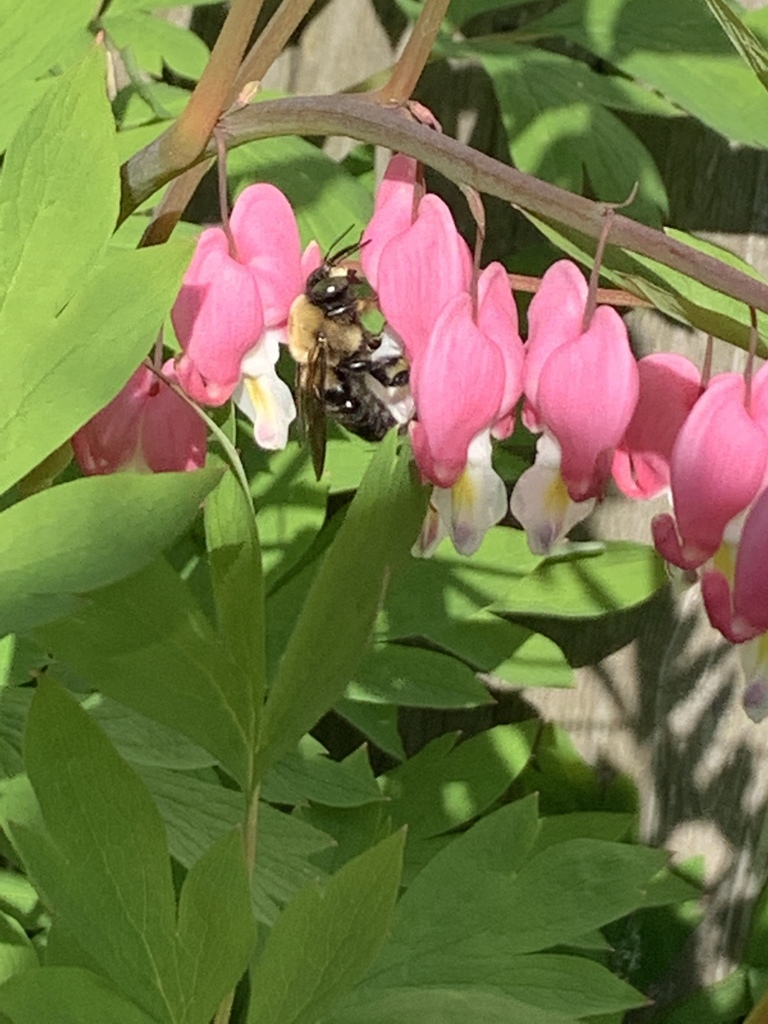 Eastern Carpenter Bee from 65 Nason Rd, Swampscott, MA, US on May 19 ...