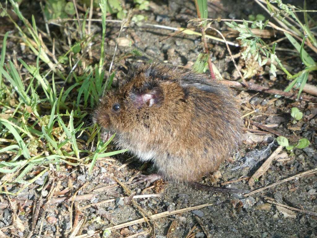 Meadow Vole from John Heinz National Wildlife Refuge at Tinicum, 8601 ...