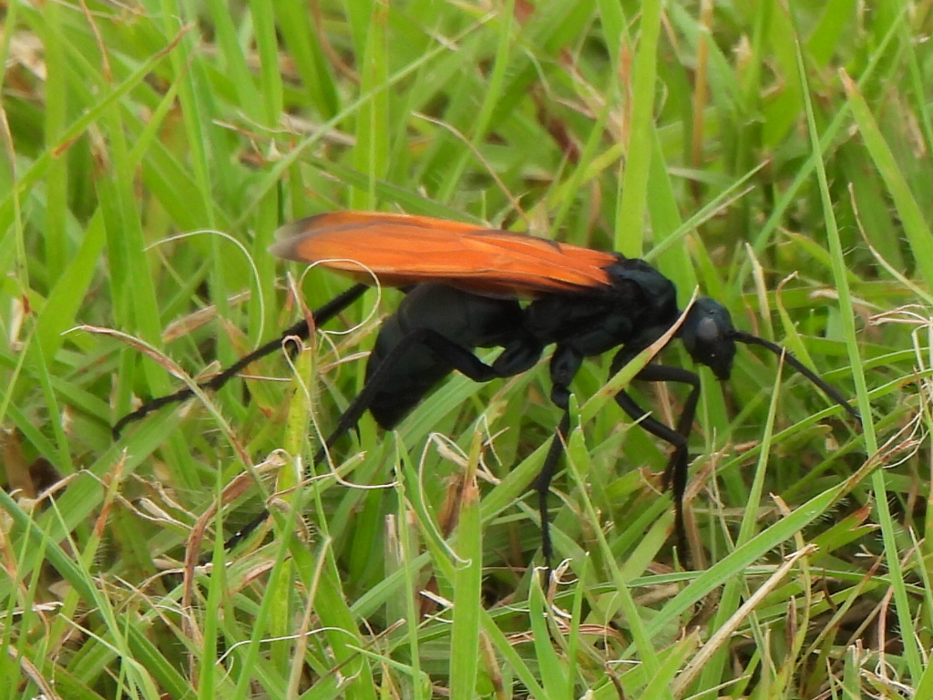 Thisbe's Tarantula-hawk Wasp from Grand Prairie, TX, USA on June 11 ...