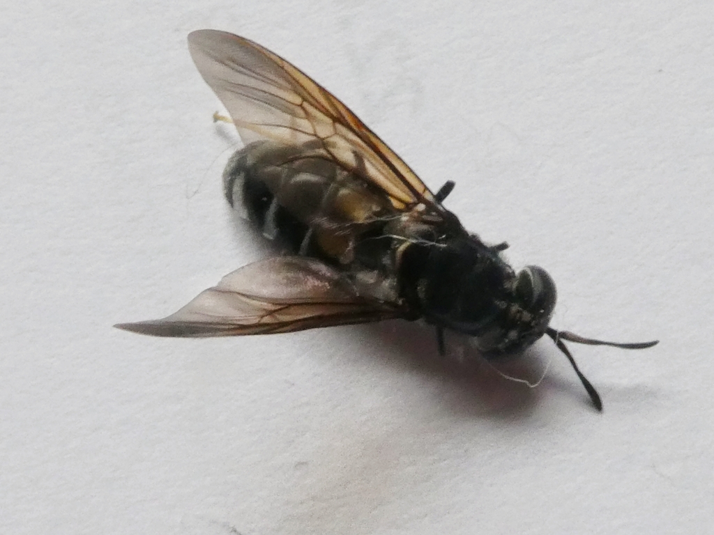 Black Soldier Fly from Vilopriu, Girona, España on June 10, 2024 at 03: ...