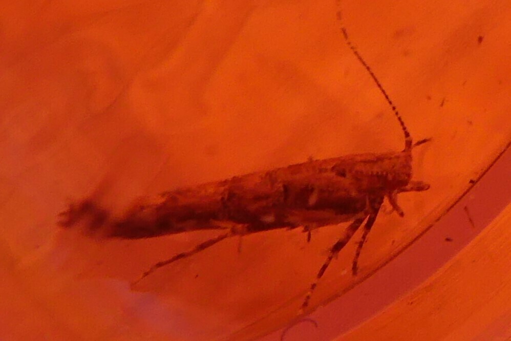 Pyroderces aellotricha from Waipu, New Zealand on January 12, 2024 by ...