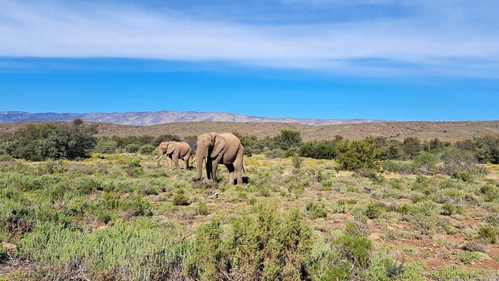 African Savanna Elephant in June 2024 by liesl_vorster · iNaturalist