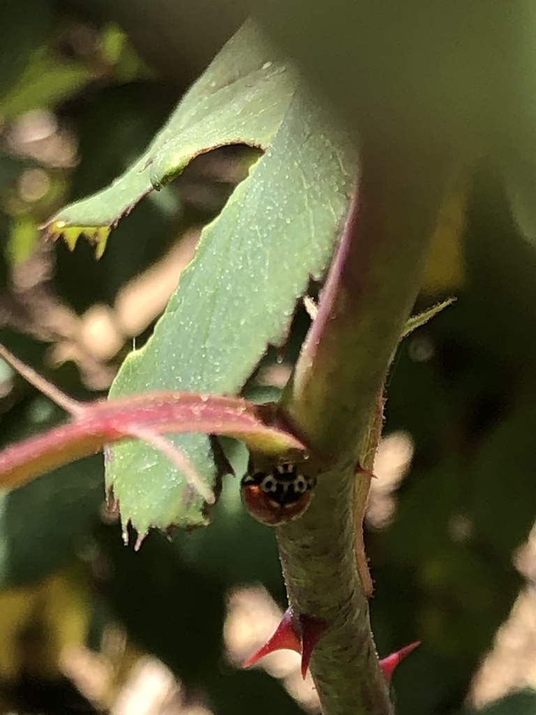 Western Polished Lady Beetle from Seattle Chinese Garden, Seattle, WA ...